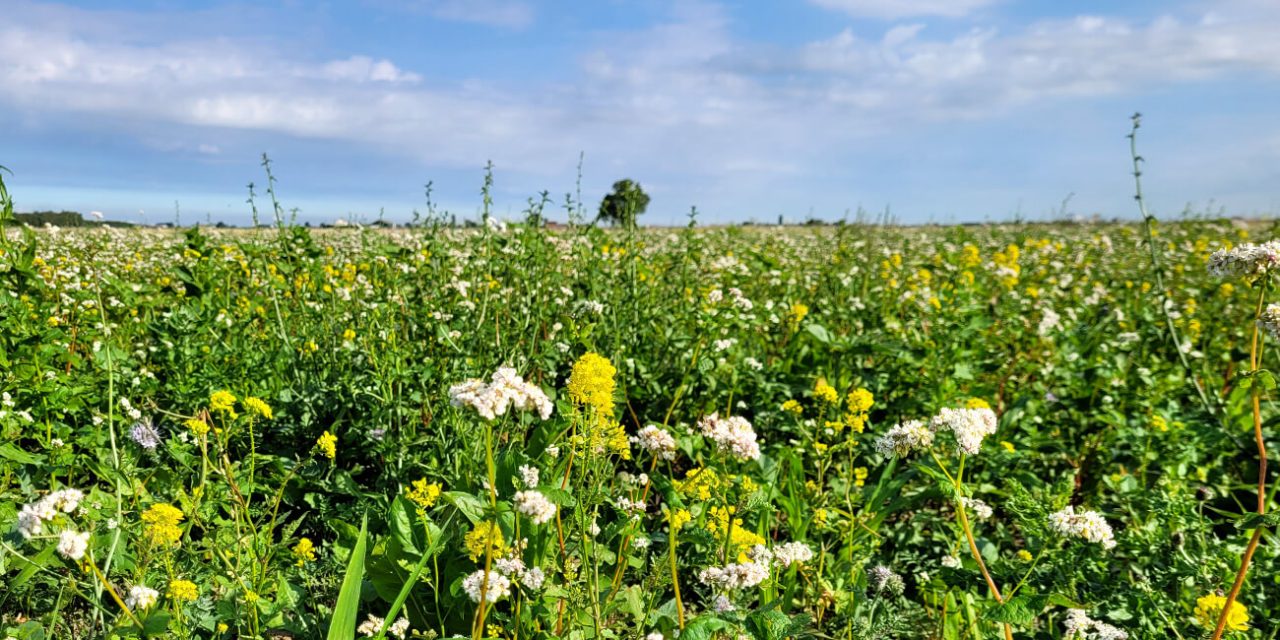 Sustainability & Conservation | Thetford Farm Estate
